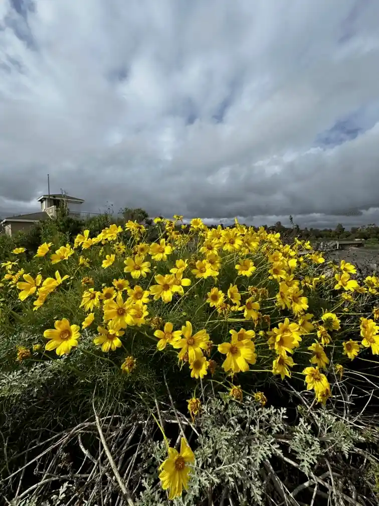 Giant Coreopsis (Leptosyne gigantea) | Claifornica Nursery